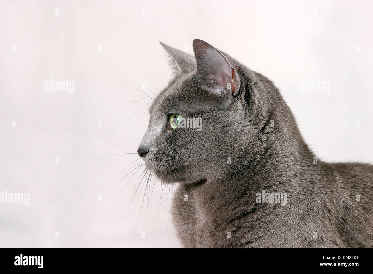 Russisch Blau im Portrait / Russian Blue Portrait Stock Photo - Alamy