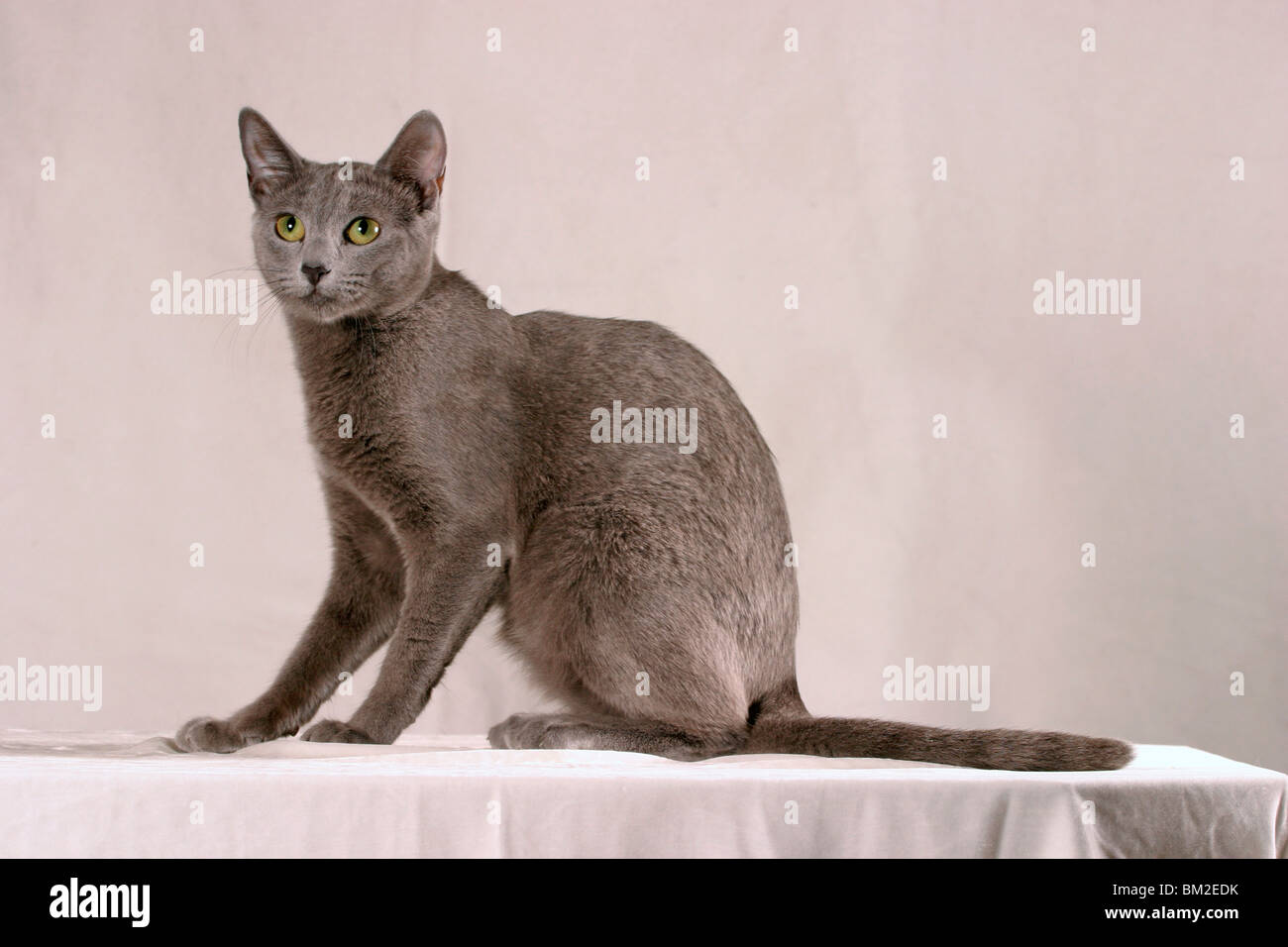 Russisch Blau / Russian Blue Stock Photo - Alamy