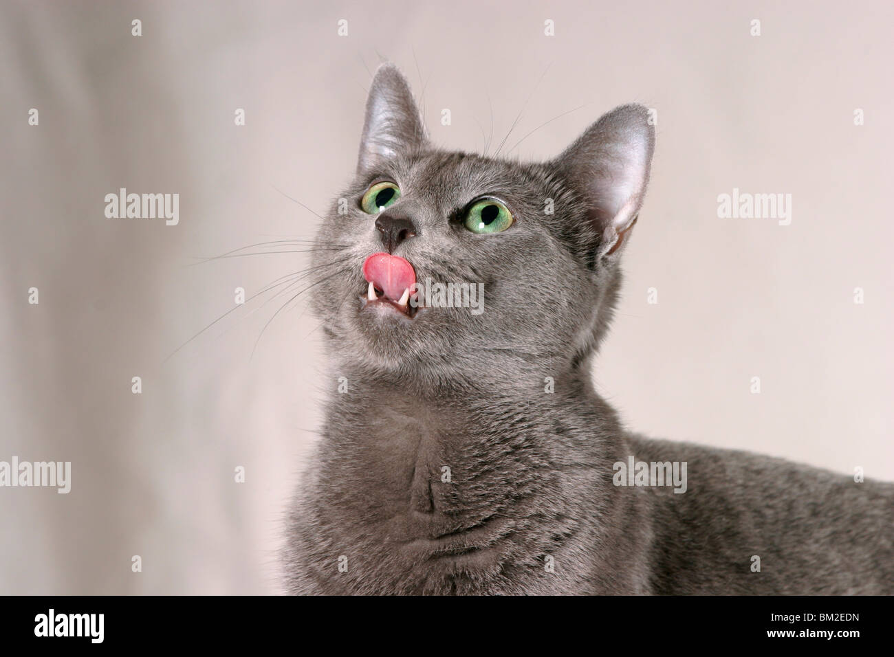 Russisch Blau im Portrait / Russian Blue Portrait Stock Photo - Alamy