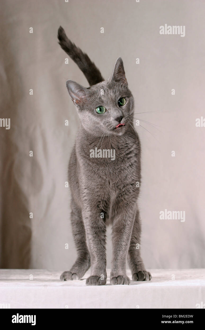 Russisch Blau / Russian Blue Stock Photo - Alamy