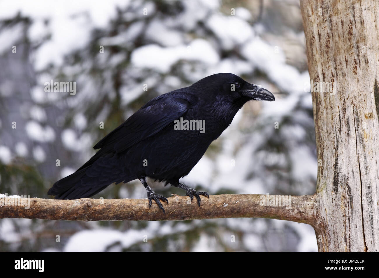 Raven hi-res stock photography and images - Alamy