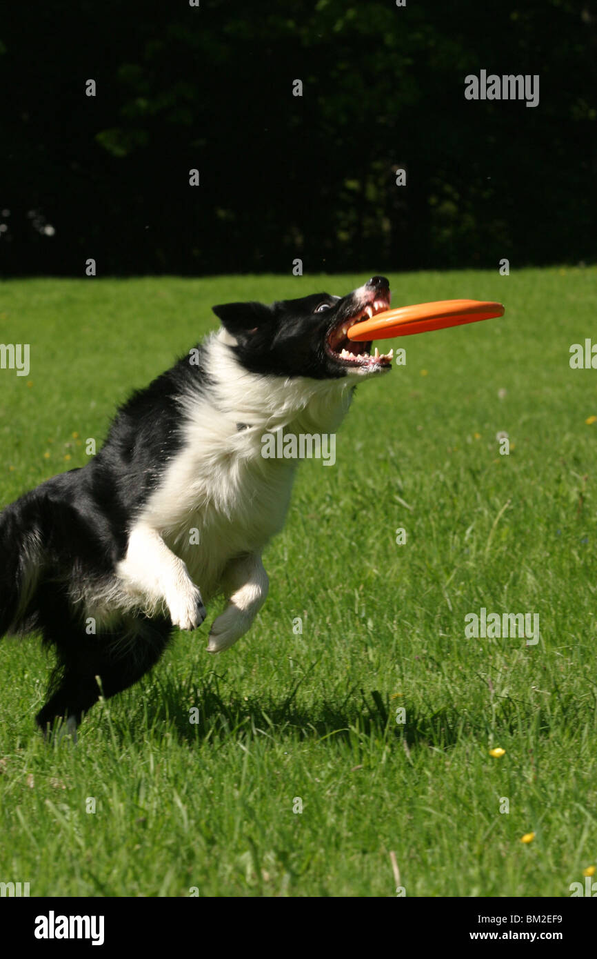 Border Collie fängt Frisbee / Border Collie catched frisbee Stock Photo ...