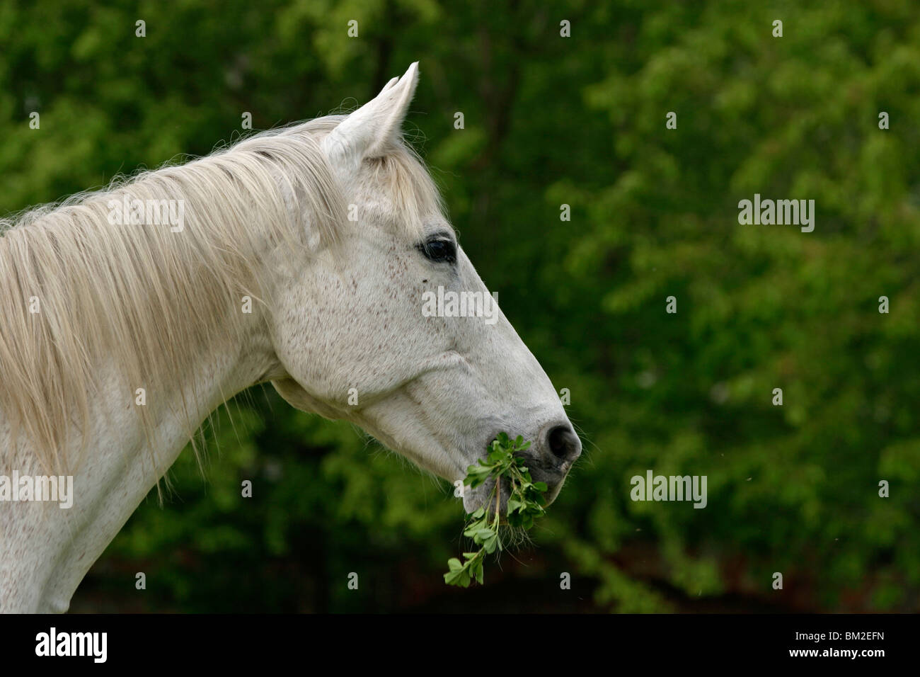 Pferd beim fressen / grazing horse Stock Photo - Alamy