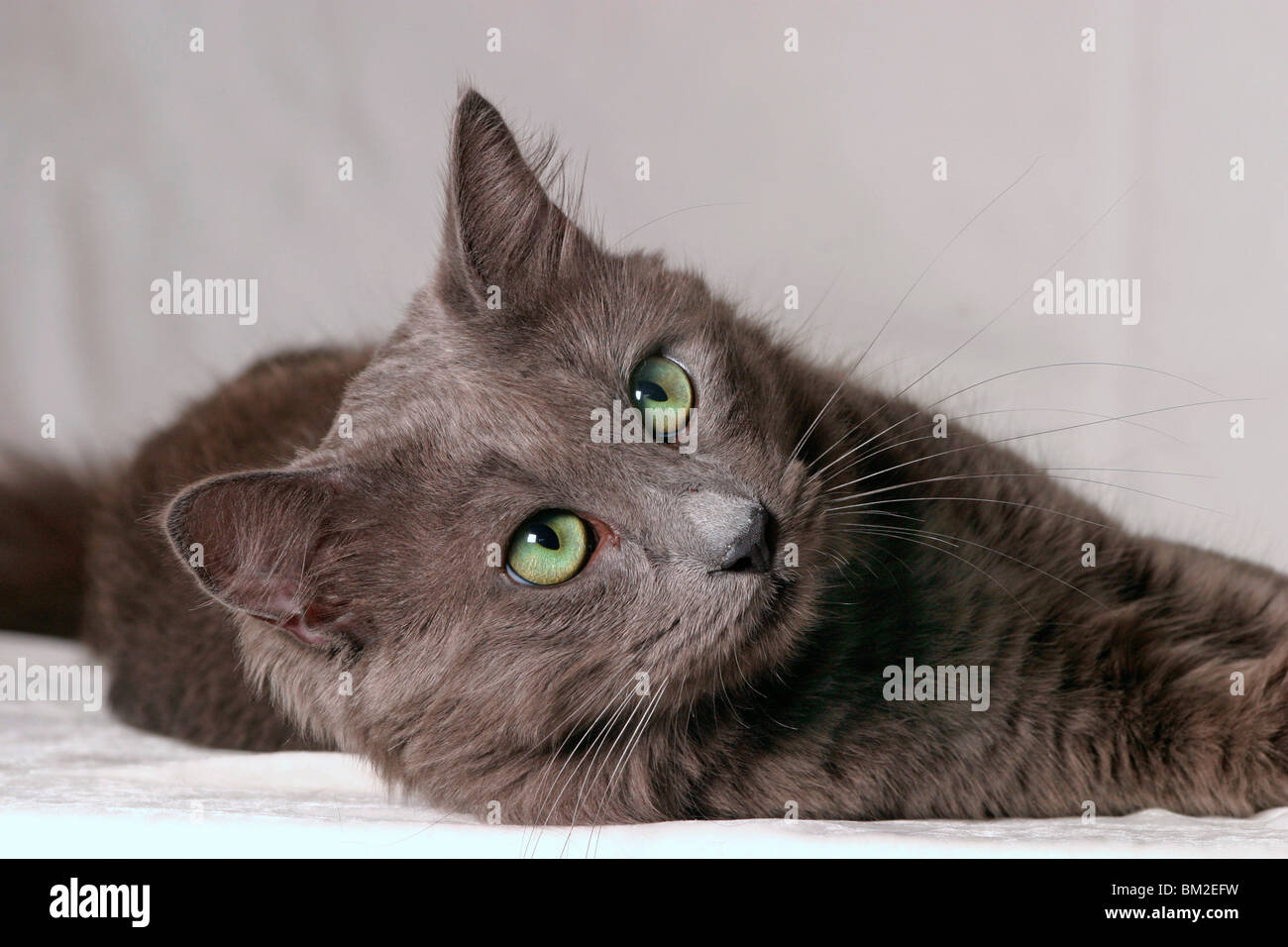 Nebelungkatze hi-res stock photography and images - Alamy