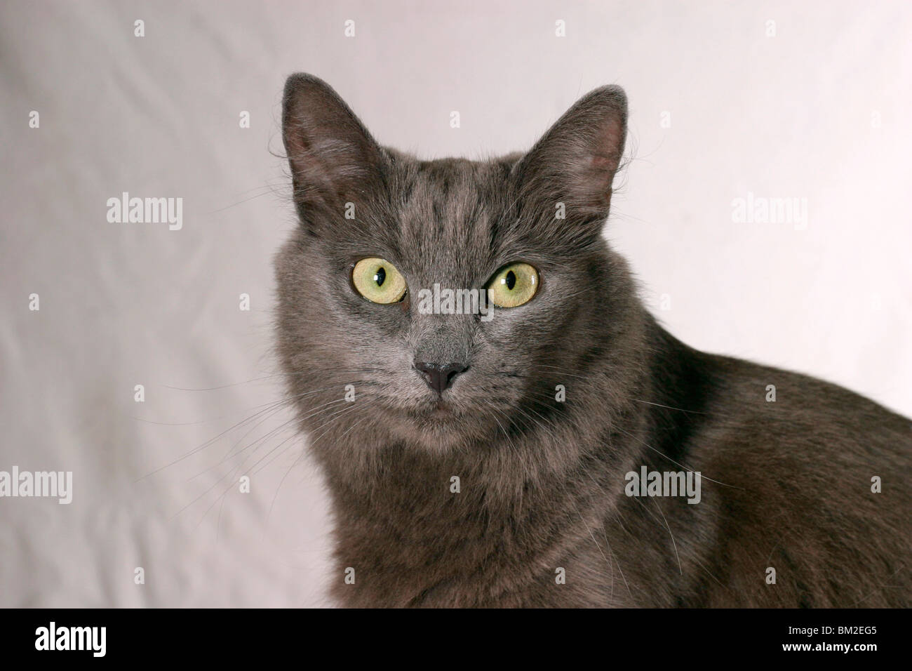 Nebelungkatze hi-res stock photography and images - Alamy