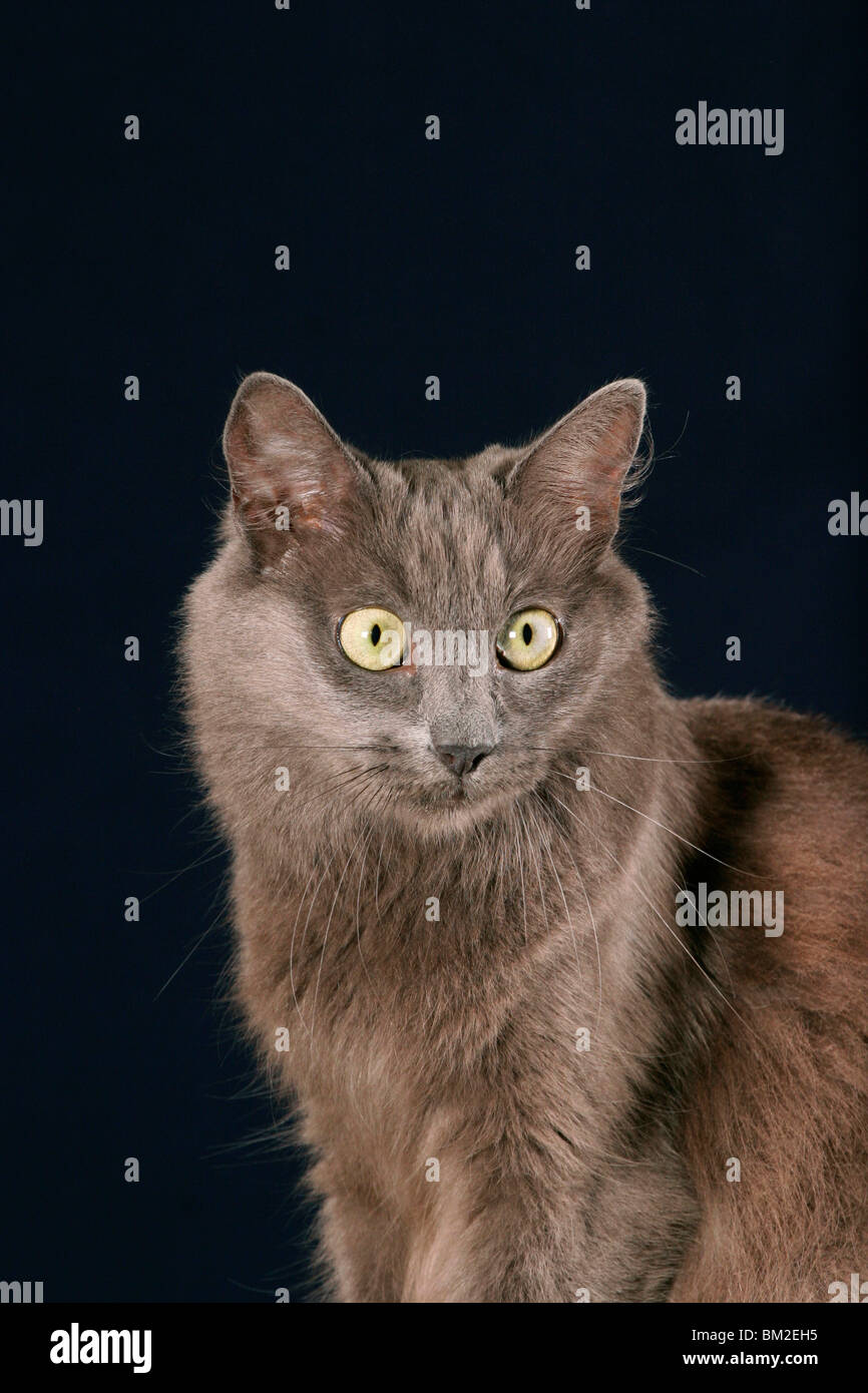 Nebelungkatze hi-res stock photography and images - Alamy