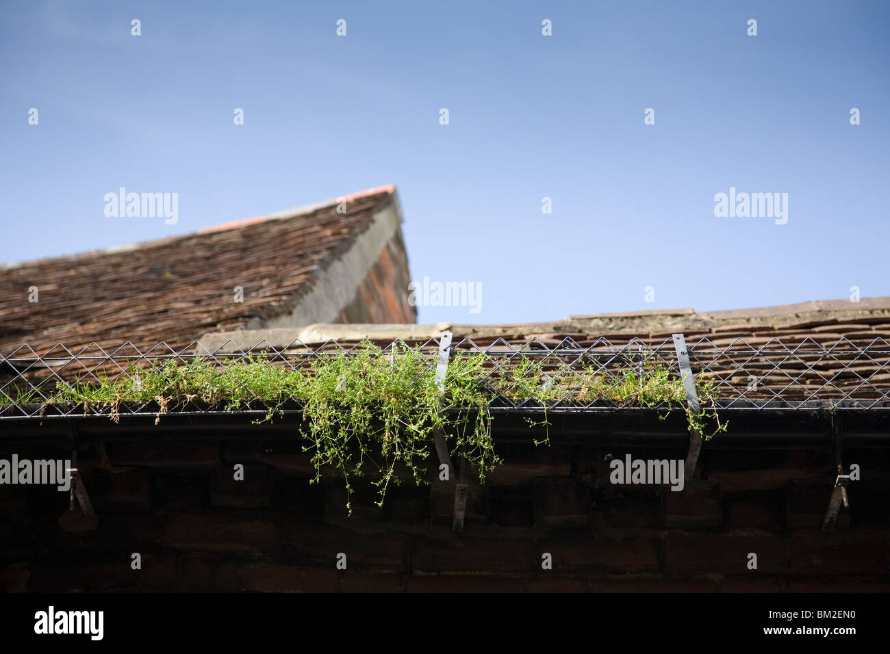 Weeds growing in a roof gutter, West Sussex, England Stock Photo - Alamy