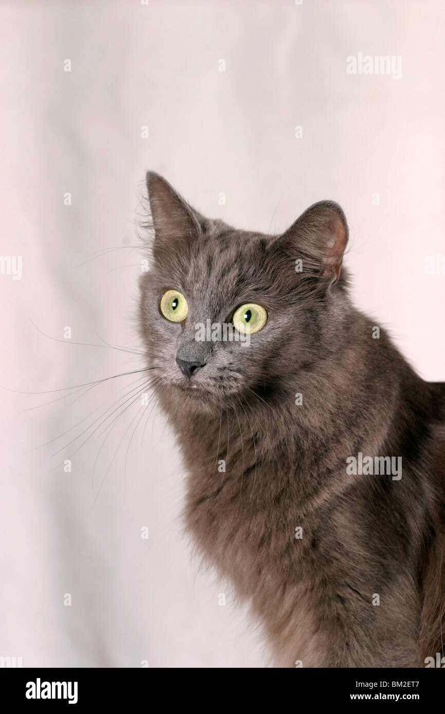 Nebelung Portrait Stock Photo - Alamy