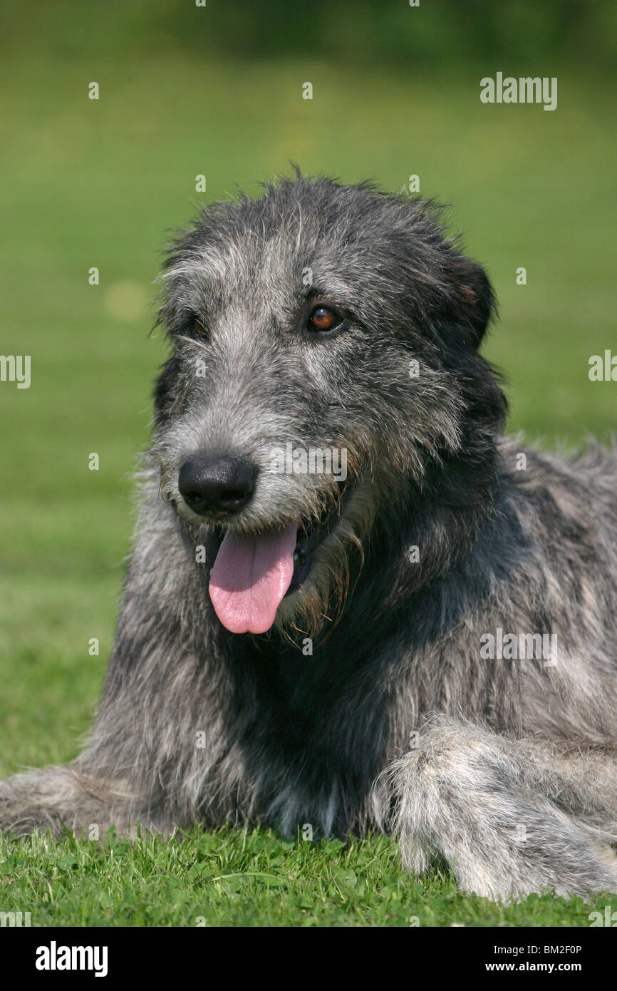 Irischer Wolfshund / Irish Wolfhound Stock Photo - Alamy