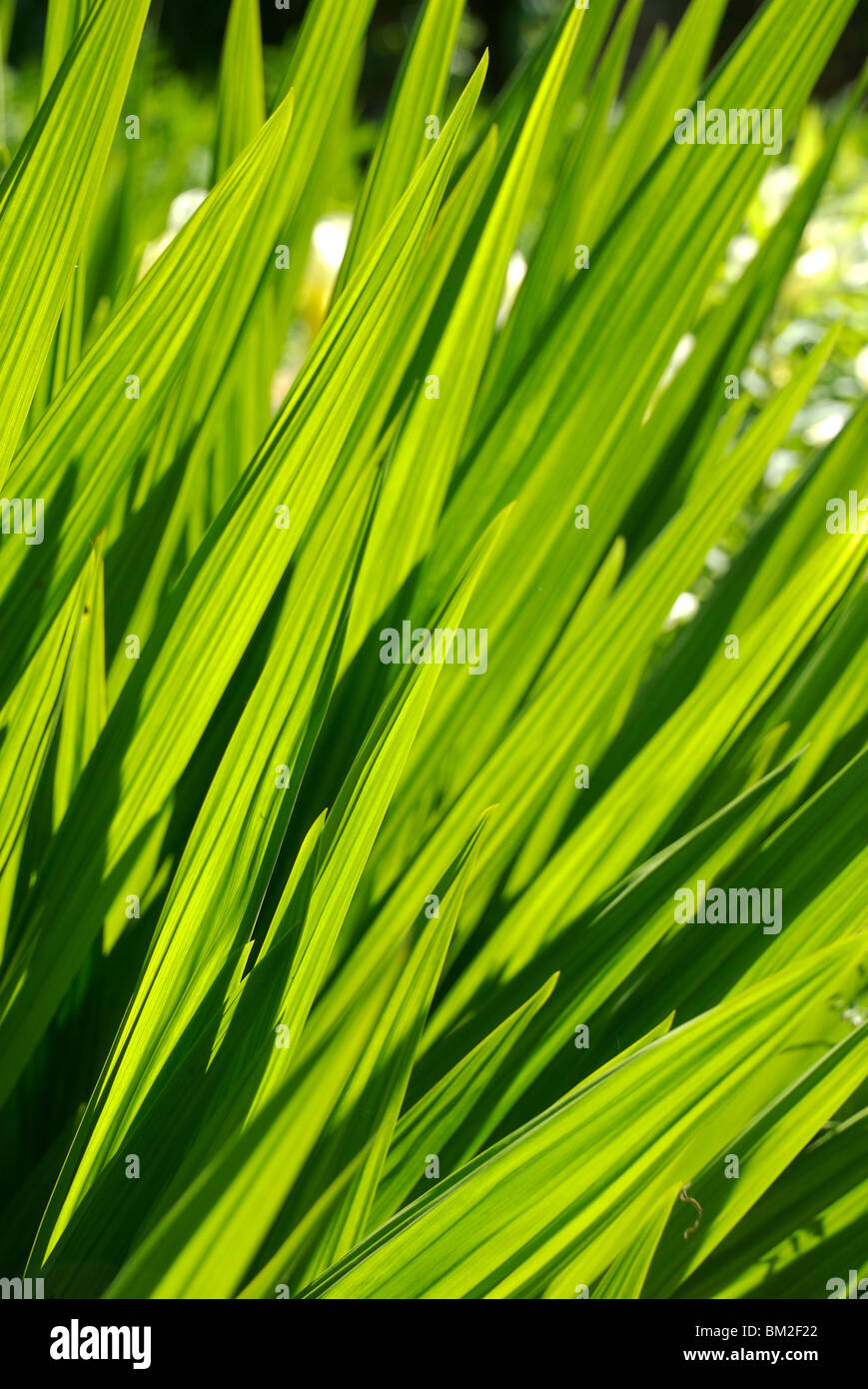 Green shoots of plant backlit by the sun Stock Photo - Alamy