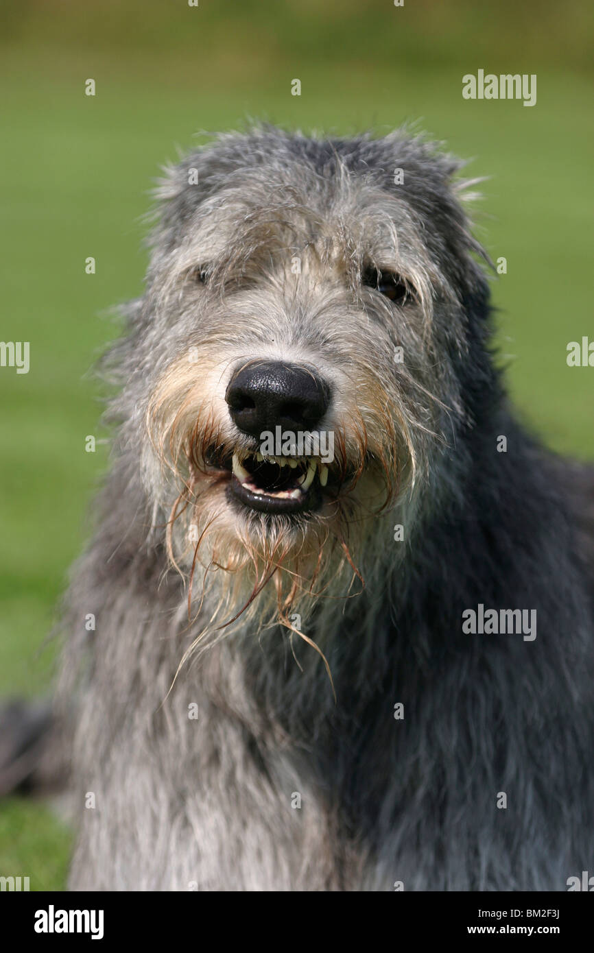 Irischer Wolfshund / Irish Wolfhound Portrait Stock Photo - Alamy