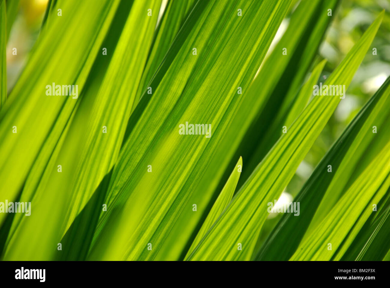 Green shoots of plant backlit by the sun Stock Photo - Alamy