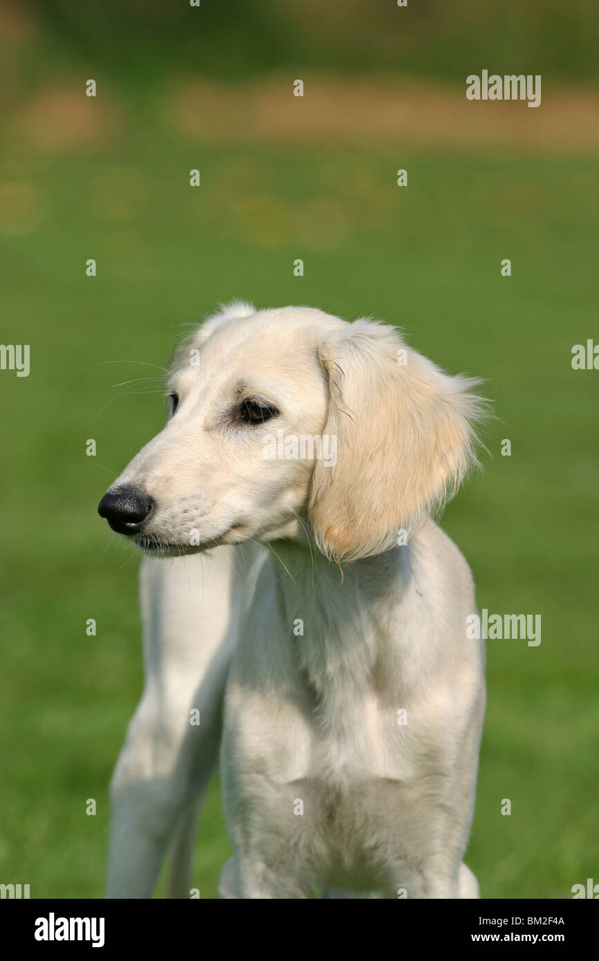 A pure bred saluki dog hi-res stock photography and images - Alamy