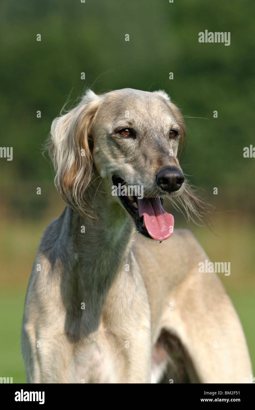 A pure bred saluki dog hi-res stock photography and images - Alamy
