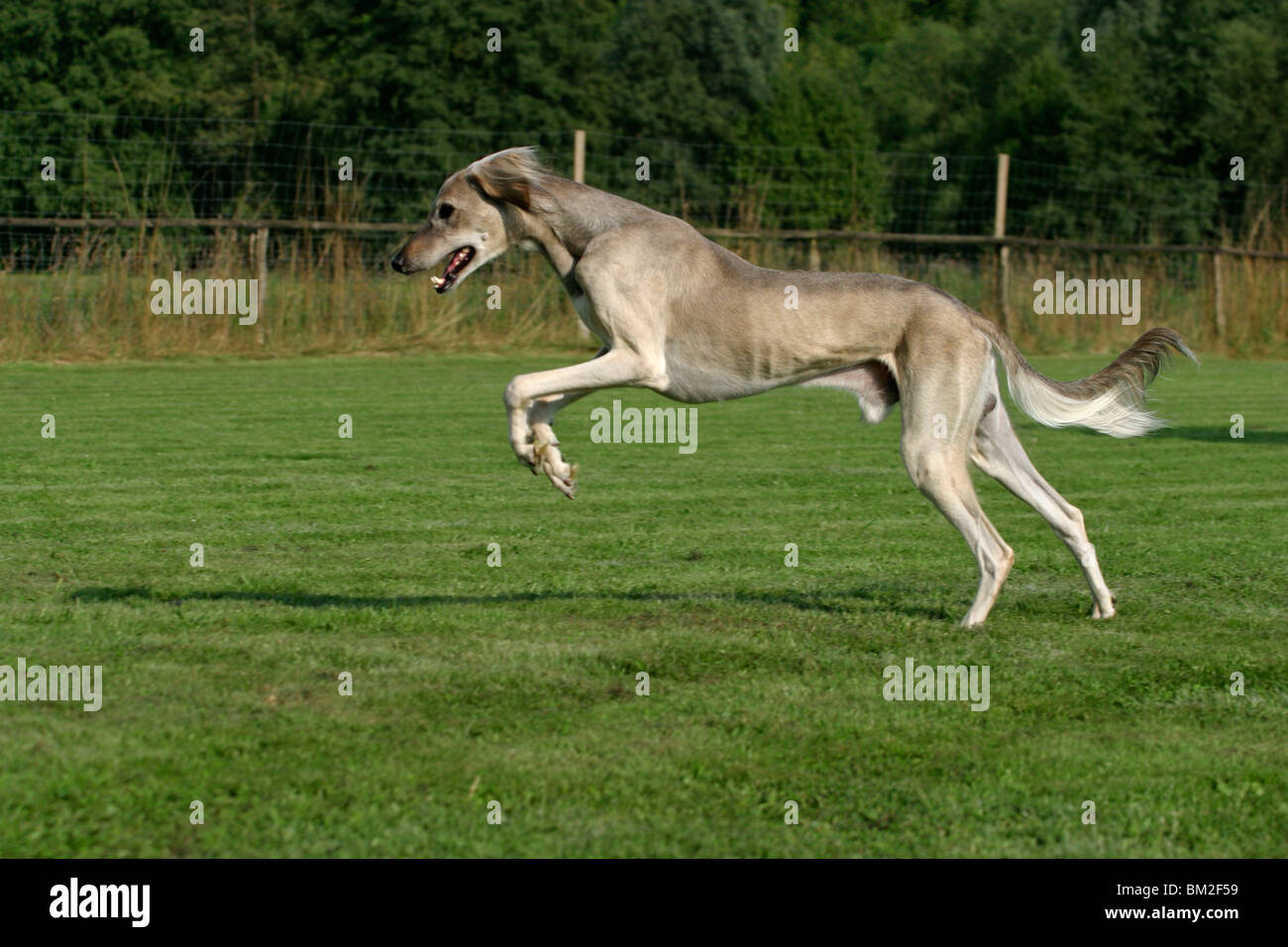 Saluki run hi-res stock photography and images - Alamy