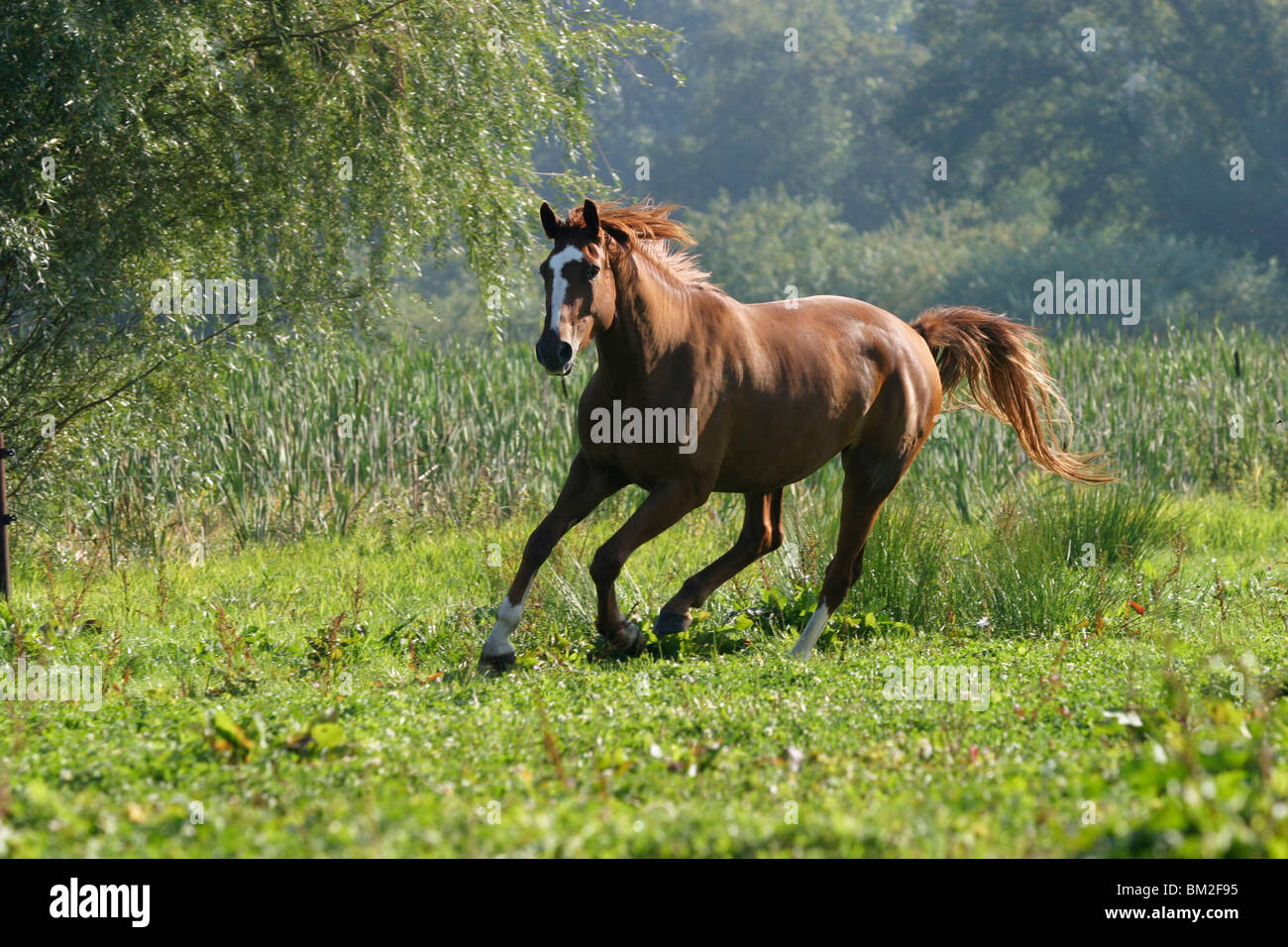 Pferd im Galopp / running horse Stock Photo - Alamy