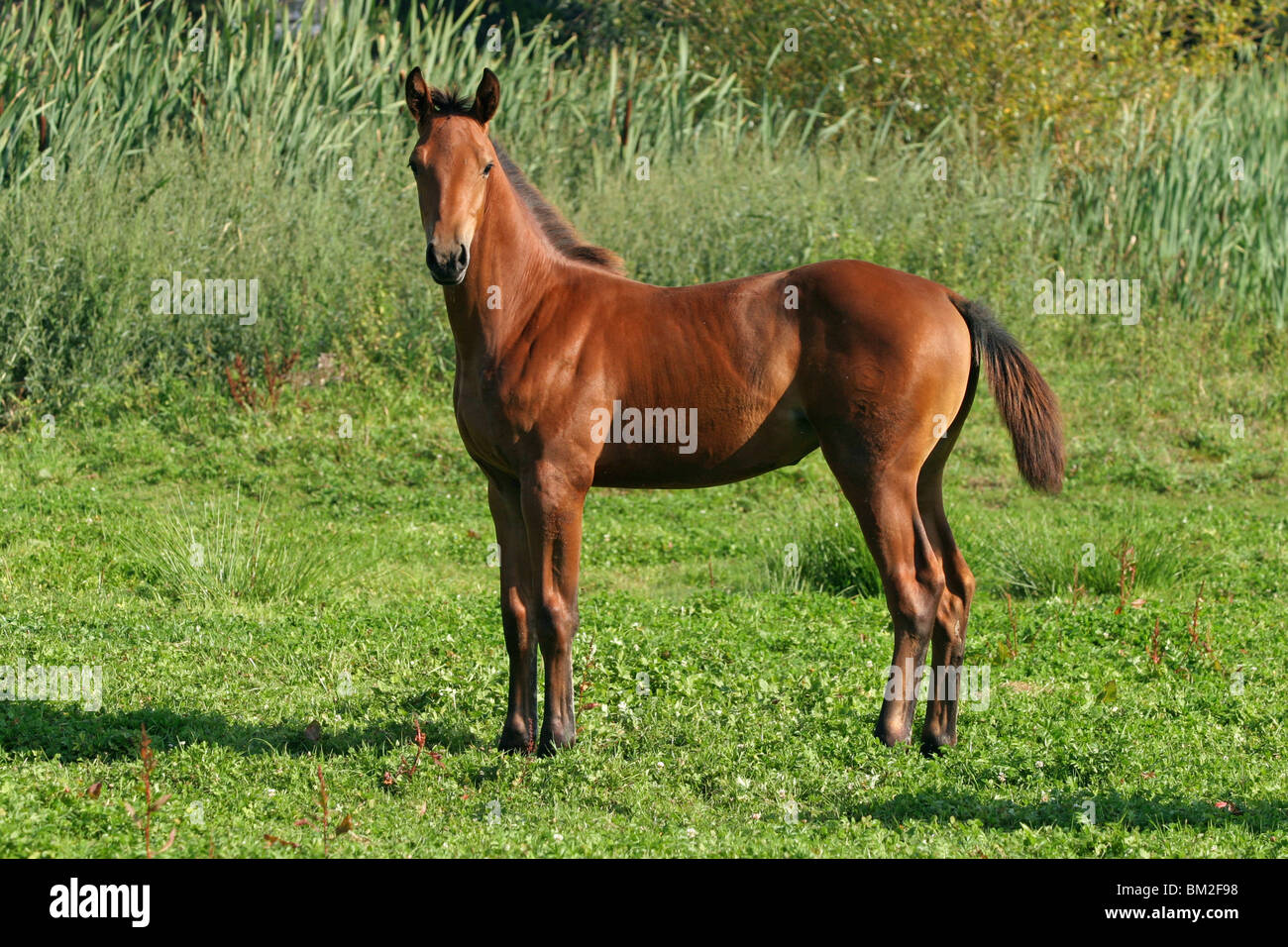 stehendes Pferd / standing horse Stock Photo - Alamy