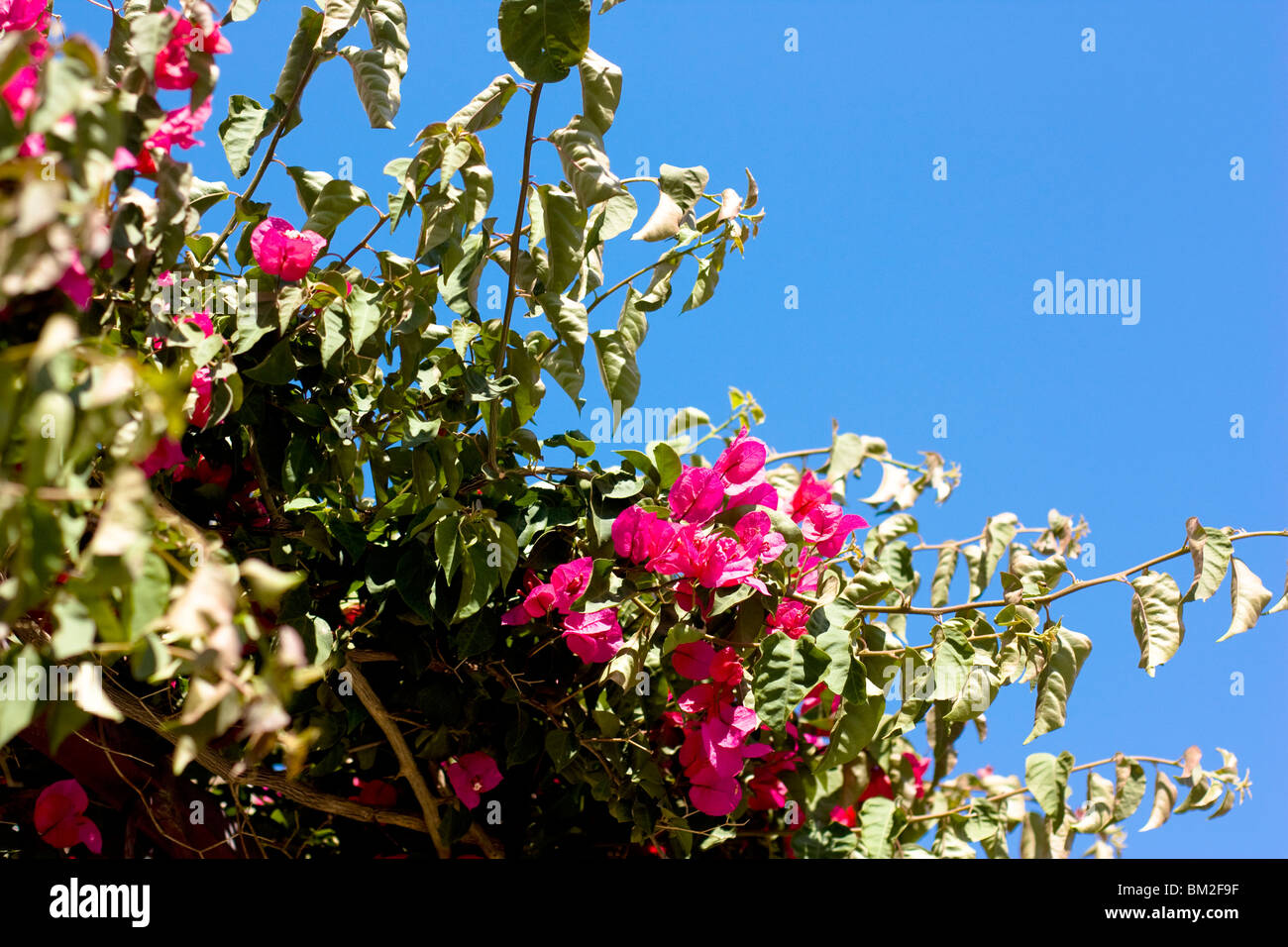 Bougainvillea (Bougainvillea Spectabilis) in Alanya, Turkey Stock Photo ...