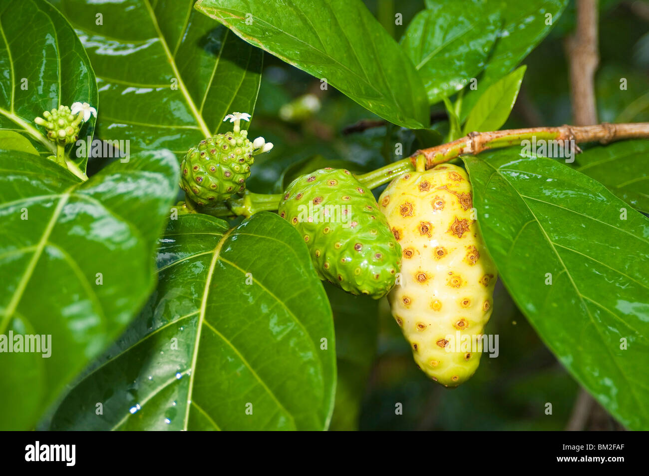 Nonu hi-res stock photography and images - Alamy