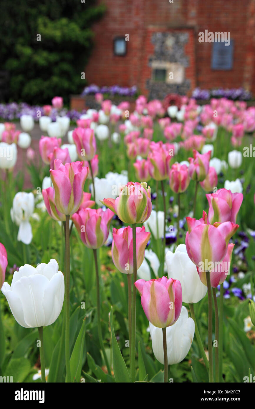 Tulips in West Tower Gardens Cantebury Kent England Stock Photo - Alamy