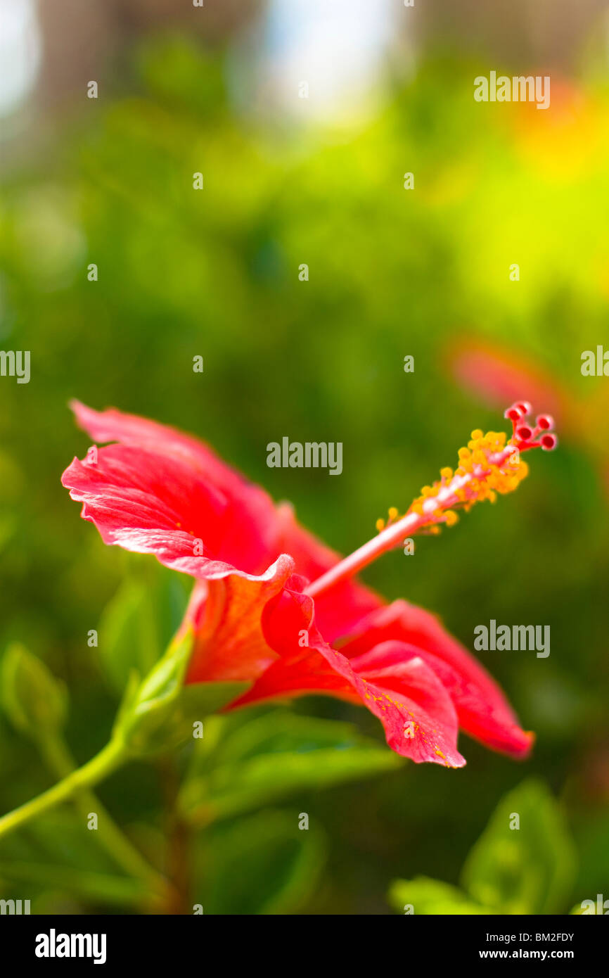 Hibiscus flower (Hibiscus Rosa-Sinensis), Alanya, Turkey Stock Photo ...