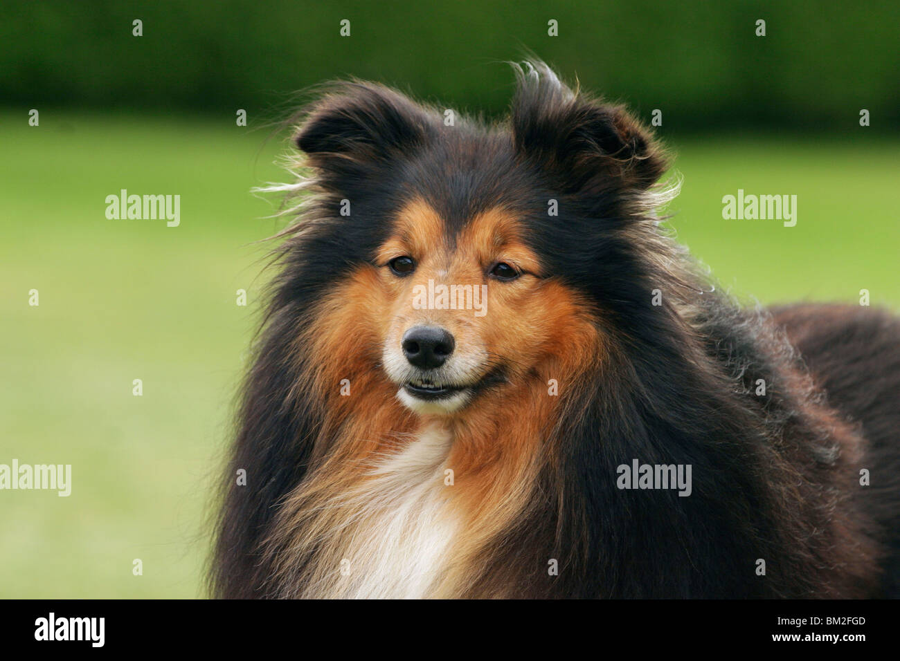 Sheltie hund hi-res stock photography and images - Alamy