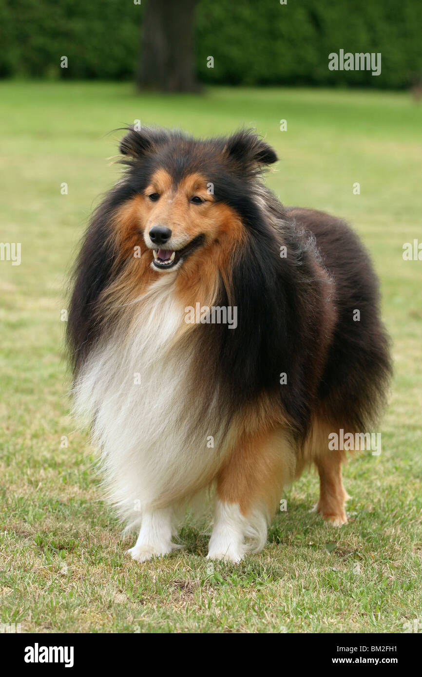 stehender / standing Sheltie Stock Photo - Alamy
