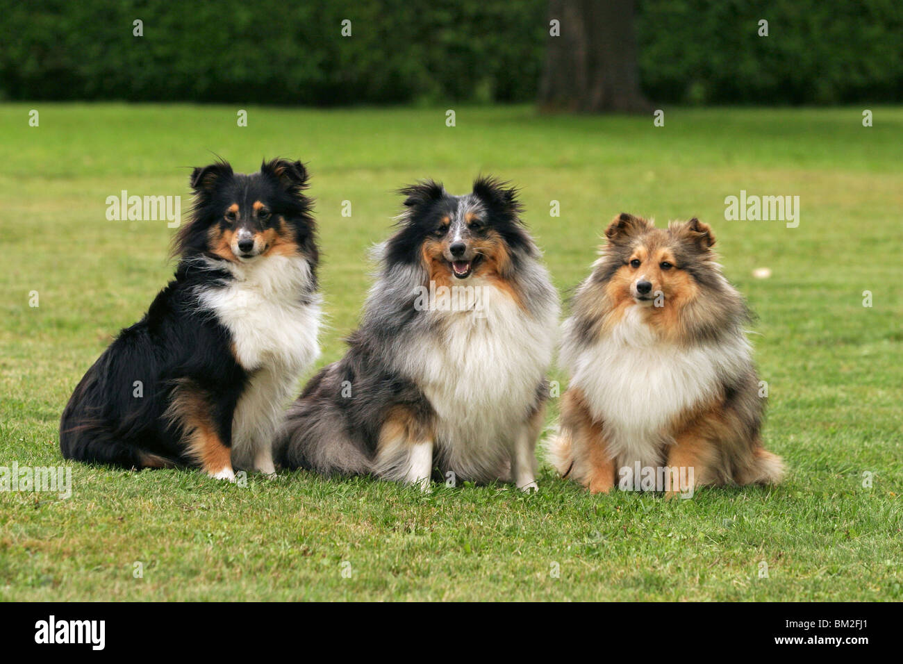drei sitzende Shelties / tree sitting Sheltie Stock Photo - Alamy