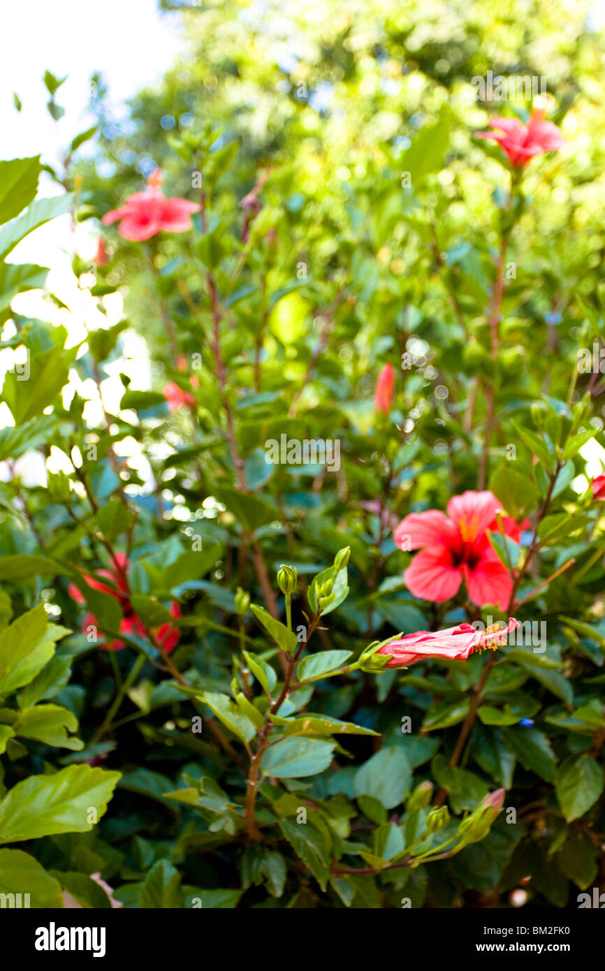 Hibiscus flowers (Hibiscus Rosa-Sinensis), Alanya, Turkey Stock Photo ...