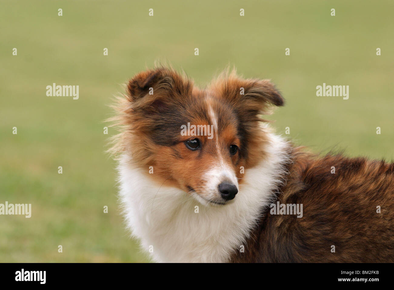 Sheltiewelpe Portrait / sheltie puppy portrait Stock Photo - Alamy