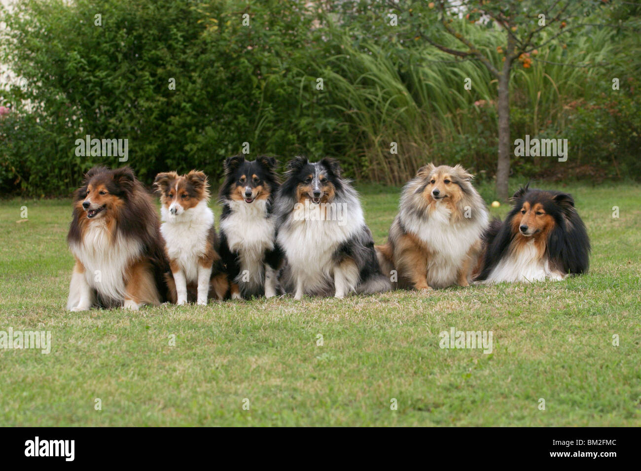 Sechs Shelties / six Shetland Sheepdogs Stock Photo - Alamy