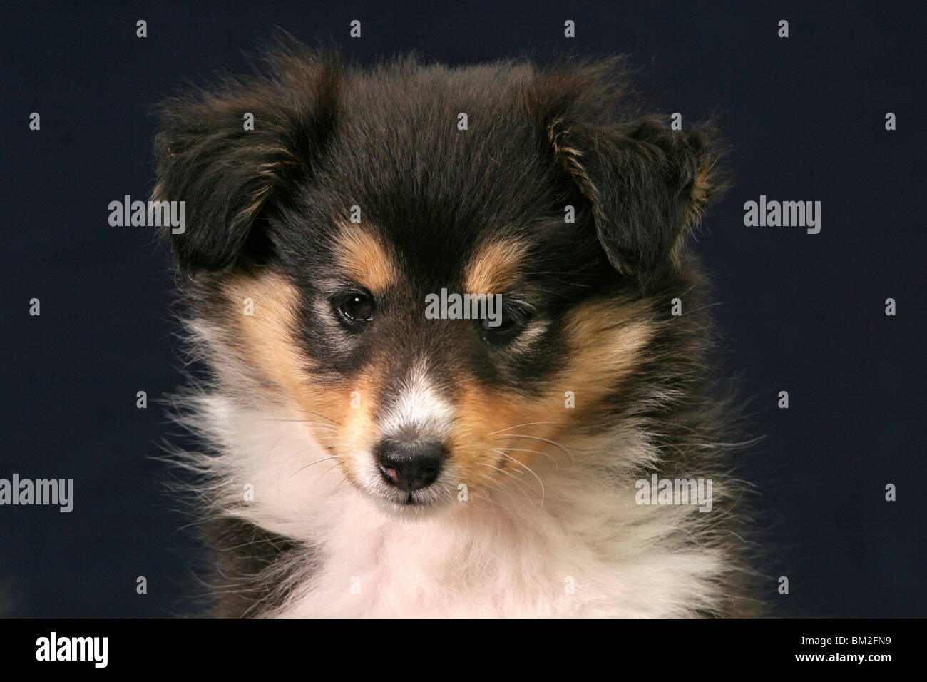 Sheltiewelpe im Portrait / sheltie puppy head Stock Photo - Alamy