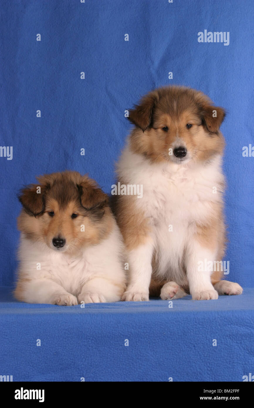 Zwei Collie Welpen / two Collie Puppies Stock Photo - Alamy