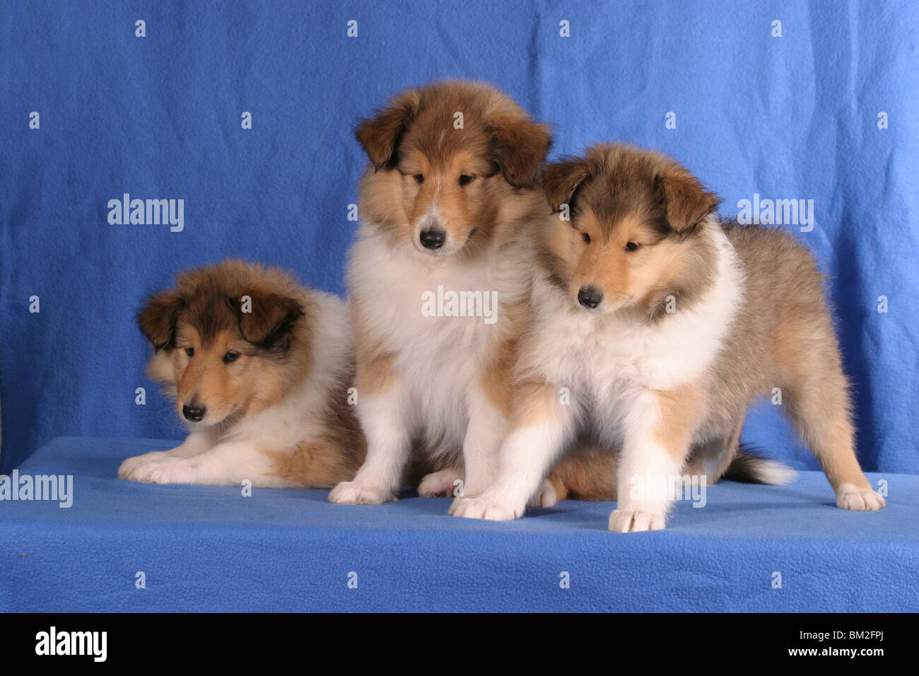 Drei Collie Welpen / tree Collie Puppies Stock Photo - Alamy