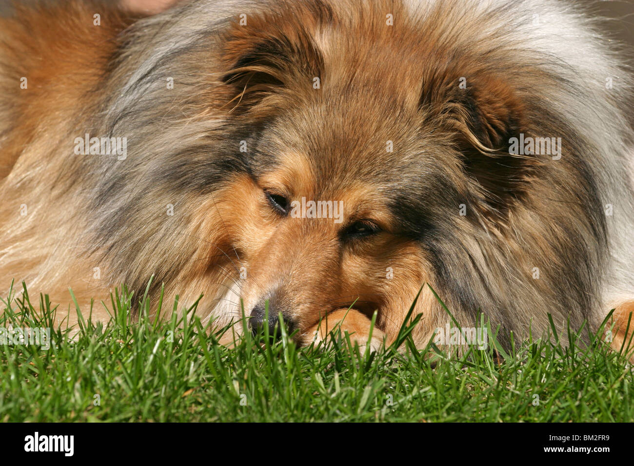 Sleeping sheepdog hi-res stock photography and images - Alamy