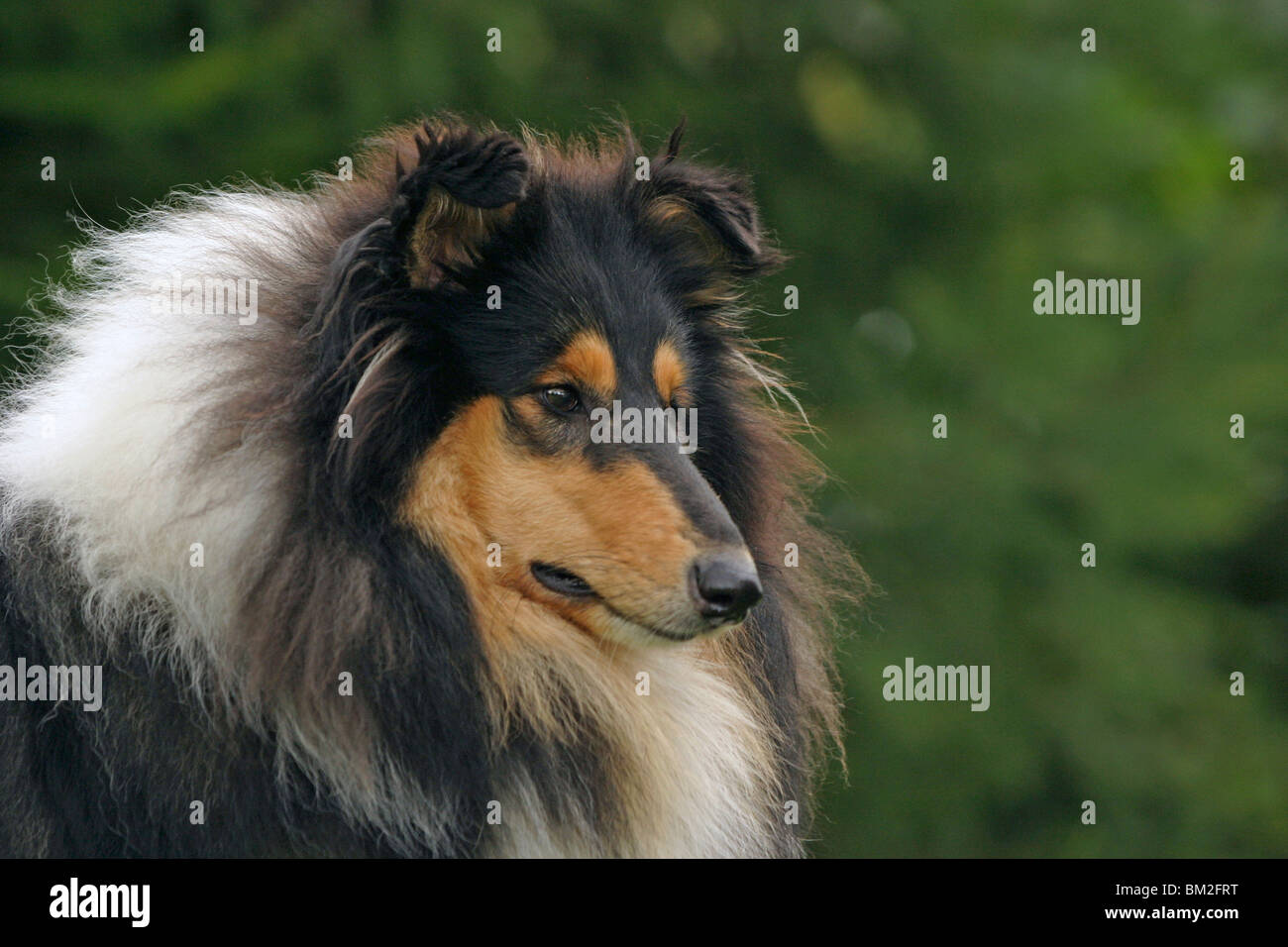 tricolor Collie Portrait Stock Photo - Alamy