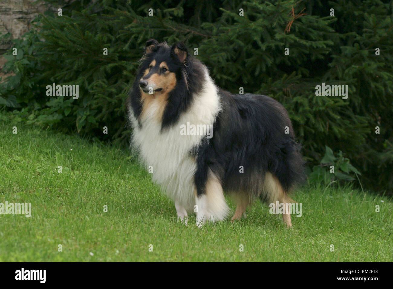 stehender tricolor Collie / standing Collie Stock Photo - Alamy