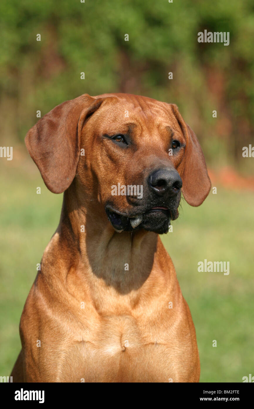 Rhodesian Ridgeback Portrait Stock Photo - Alamy