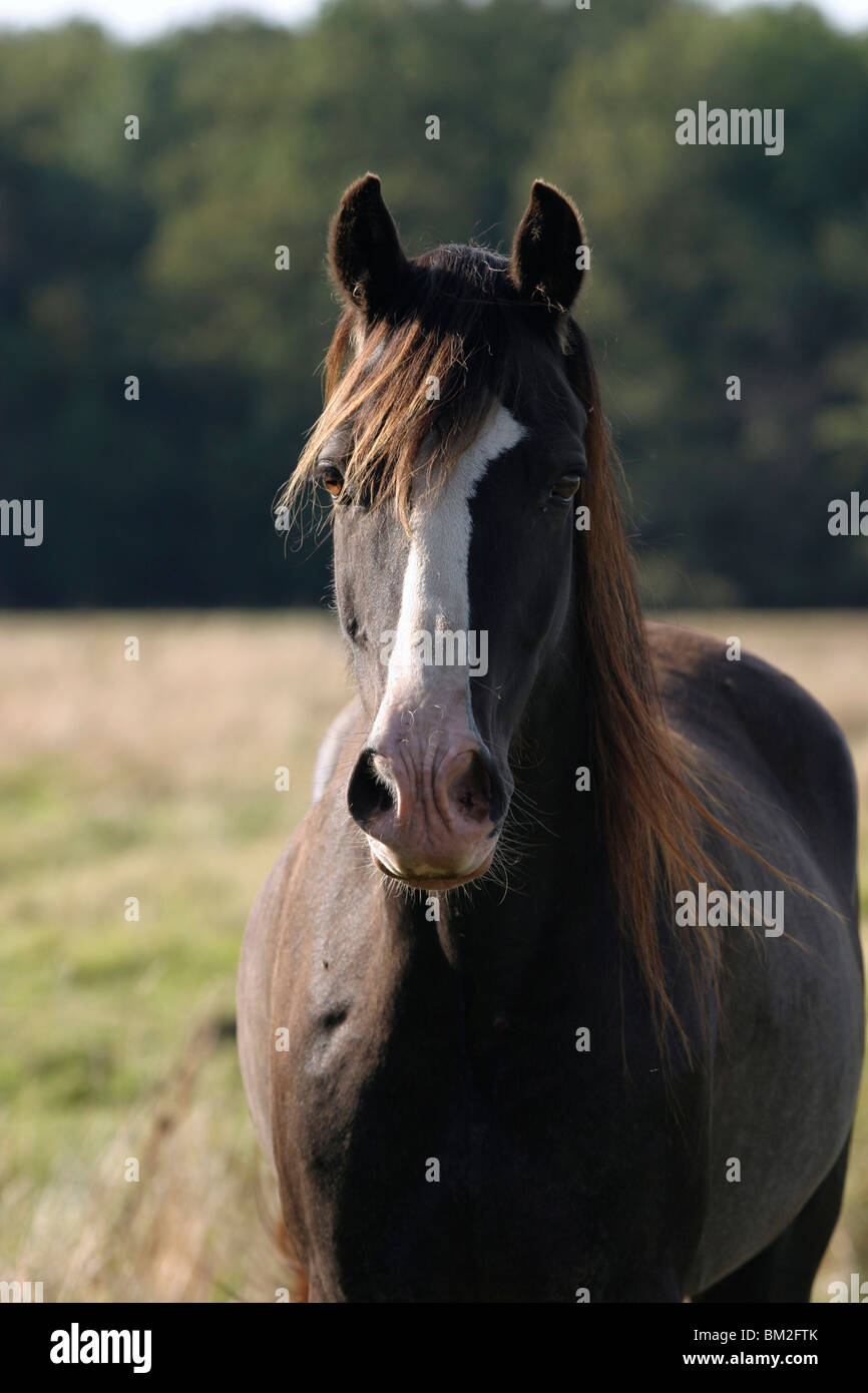 Rr 02839 hi-res stock photography and images - Alamy