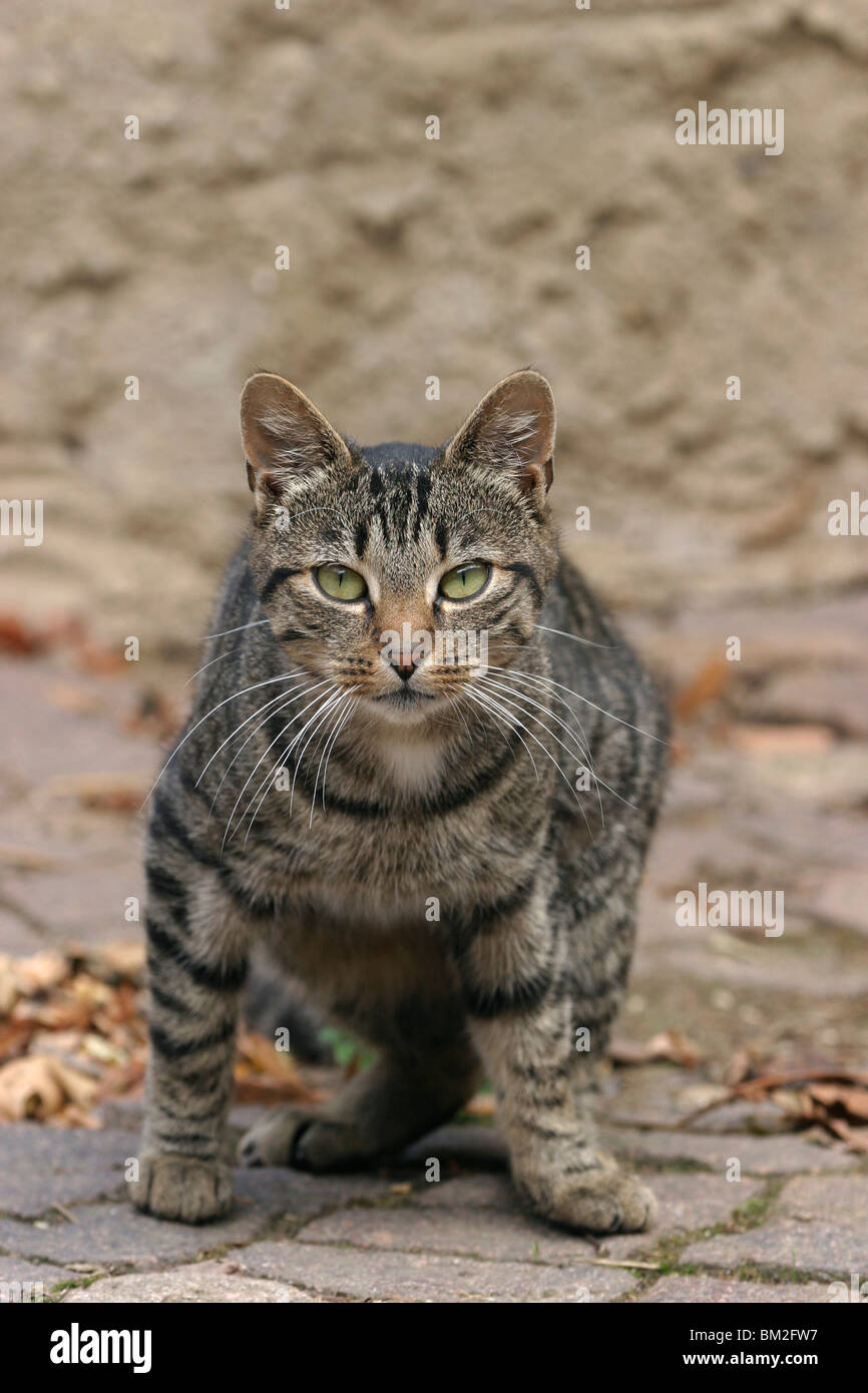 stehende Katze / standing cat Stock Photo - Alamy