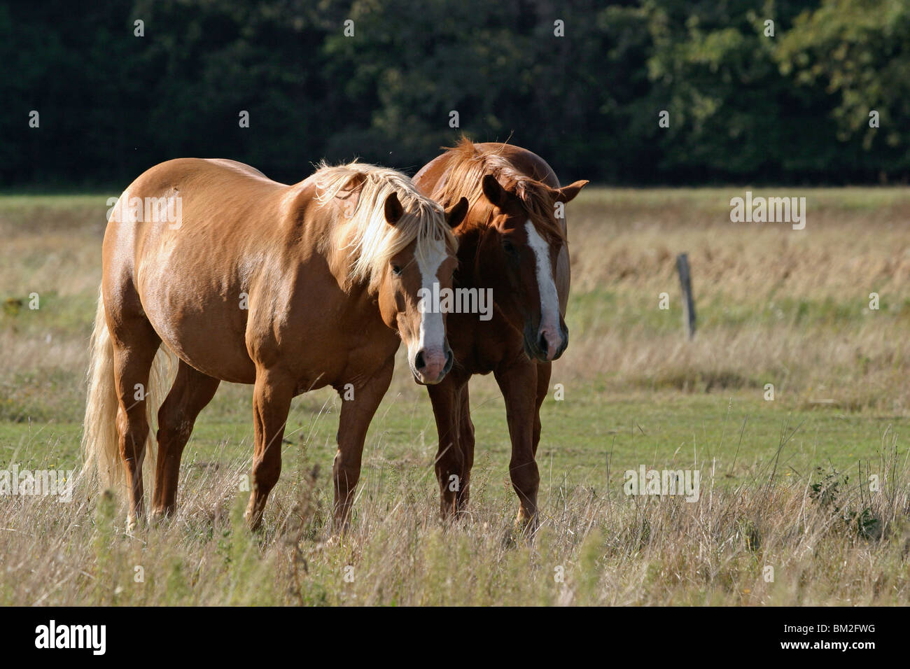 zwei Pferde / two horses Stock Photo - Alamy