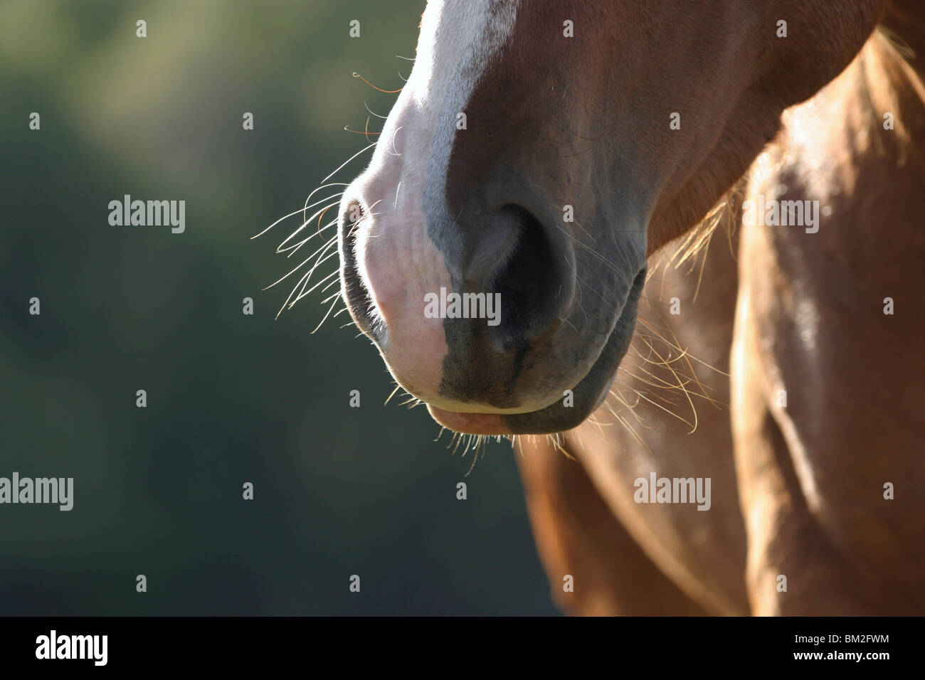 Pferdemaul hi-res stock photography and images - Alamy