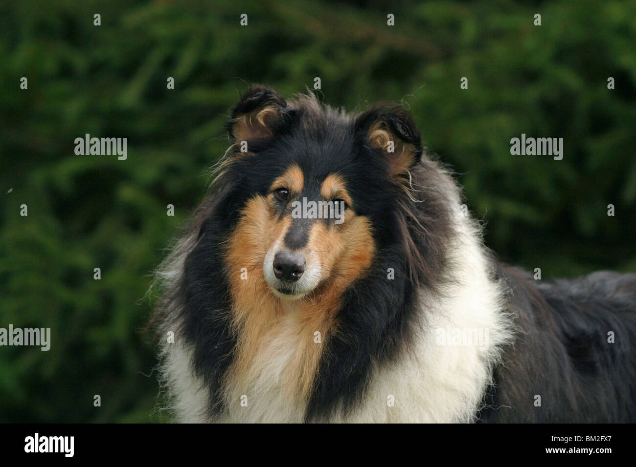 tricolor Collie Portrait Stock Photo - Alamy