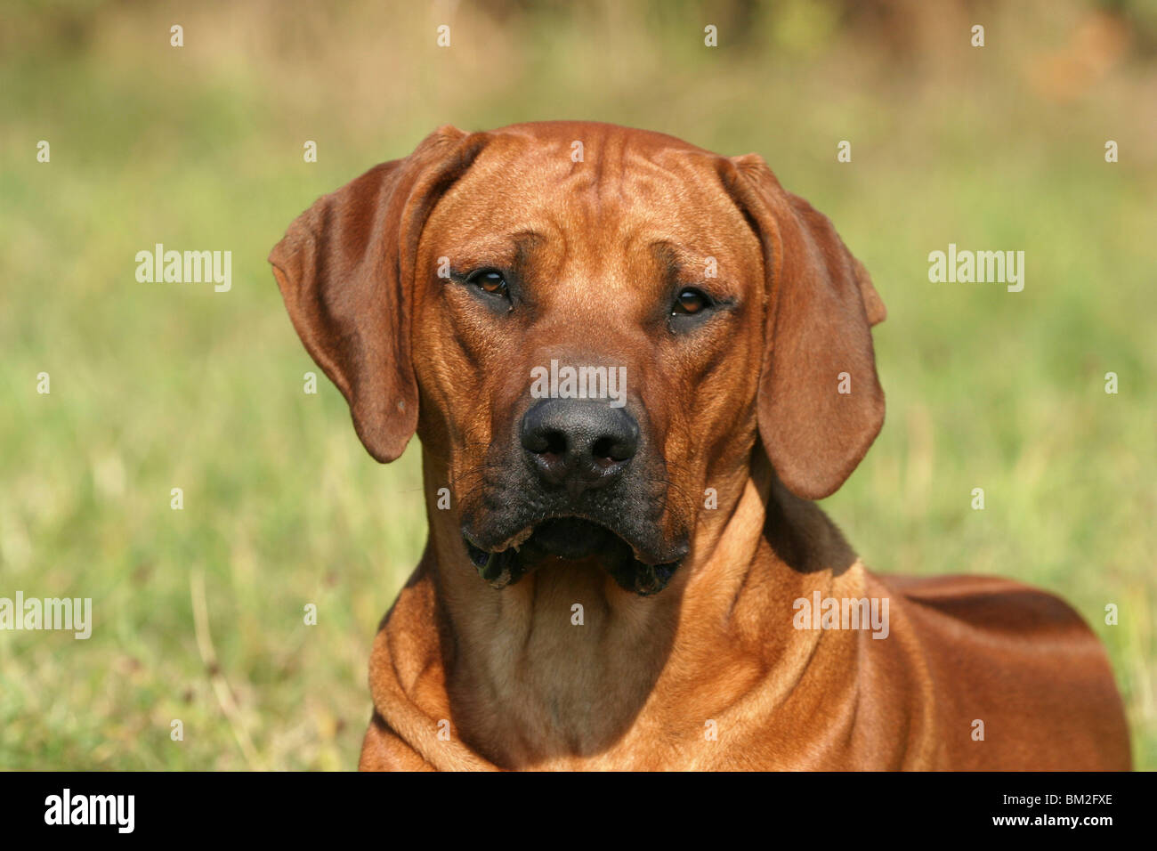 Rhodesian Ridgeback Portrait Stock Photo - Alamy