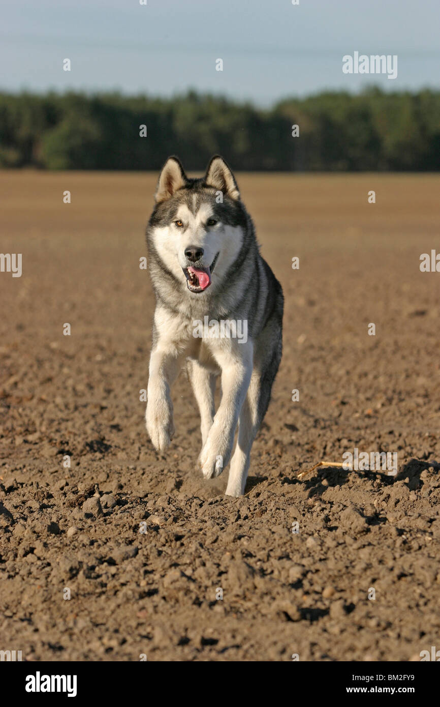 rennender Husky / running husky Stock Photo - Alamy