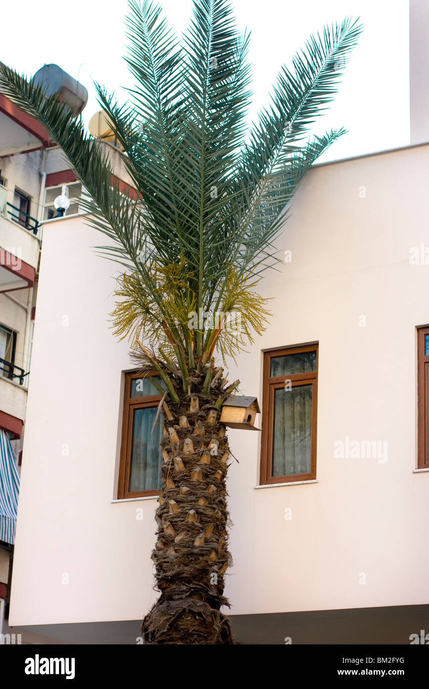 A palm tree outside a building in Alanya, Turkey Stock Photo - Alamy
