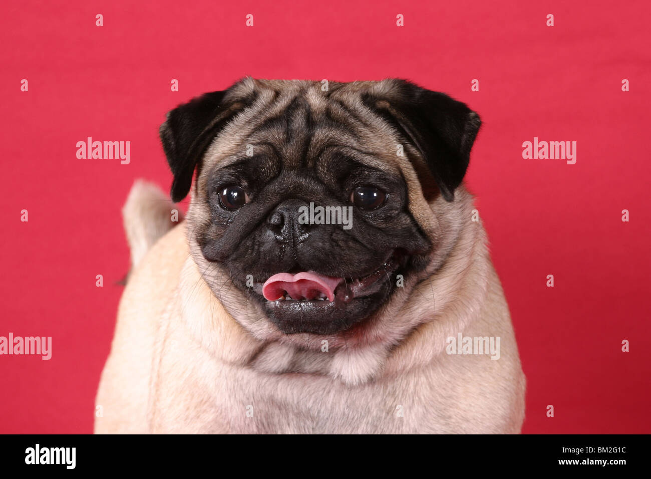 Mops im Portrait / Pug Portrait Stock Photo - Alamy