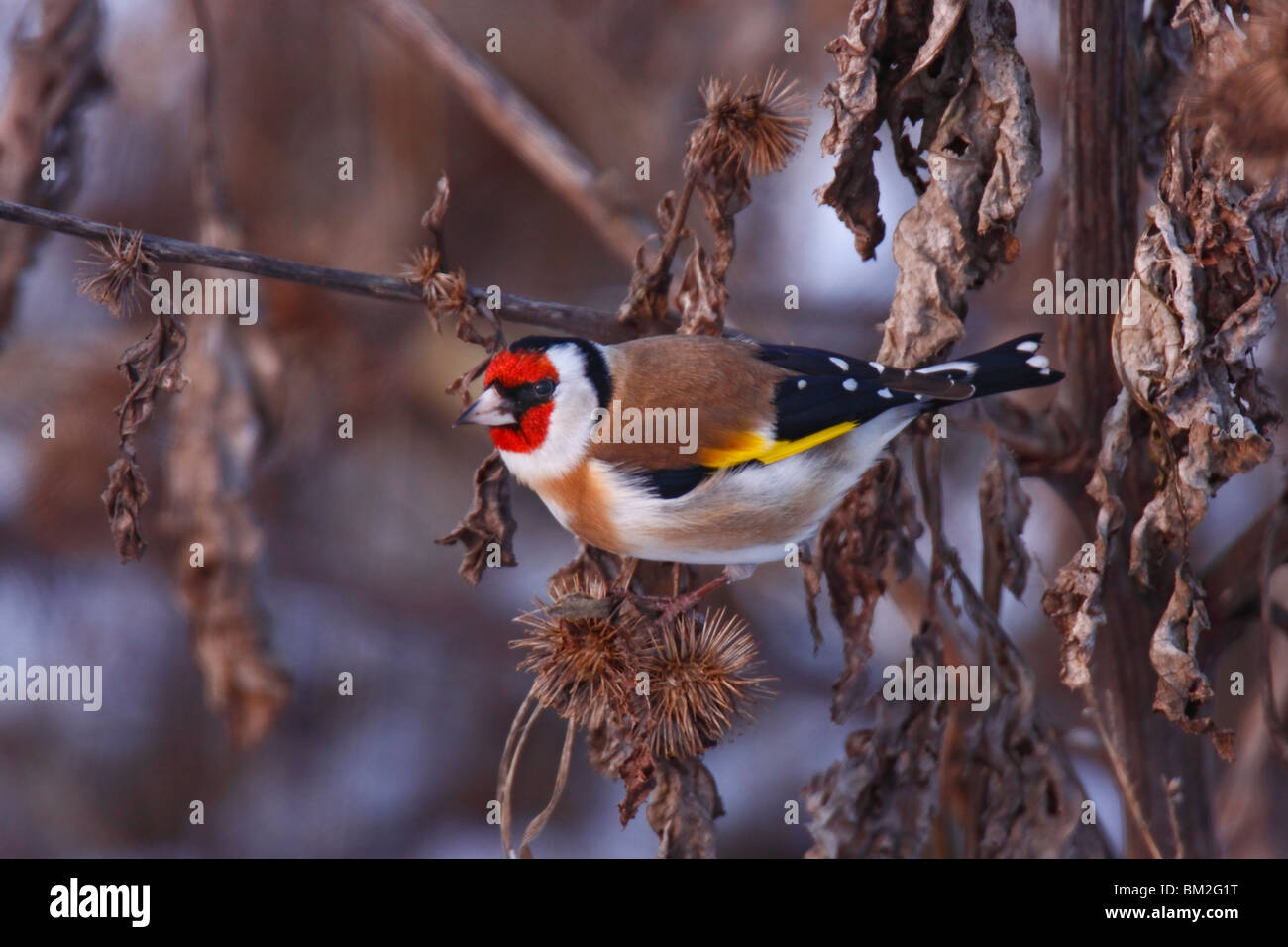 Stieglitz samen hi-res stock photography and images - Alamy