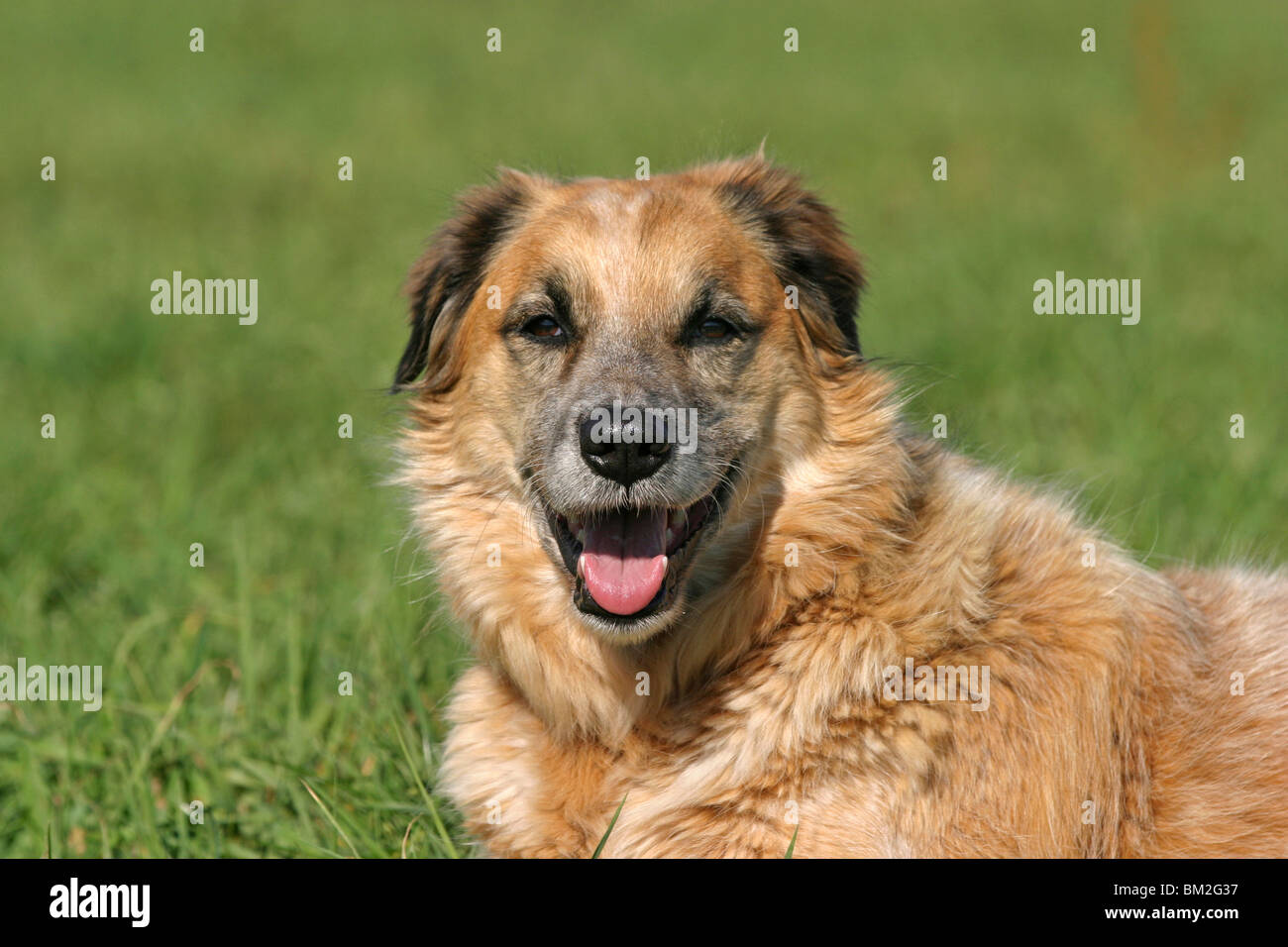 Mischling Portrait / Mongrel Portrait Stock Photo - Alamy