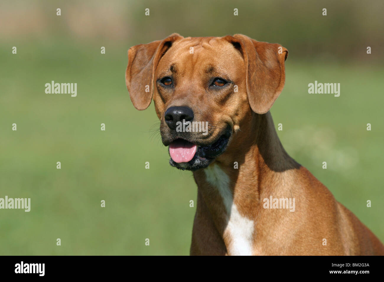 Mischling im Portrait / Mongrel Portrait Stock Photo - Alamy